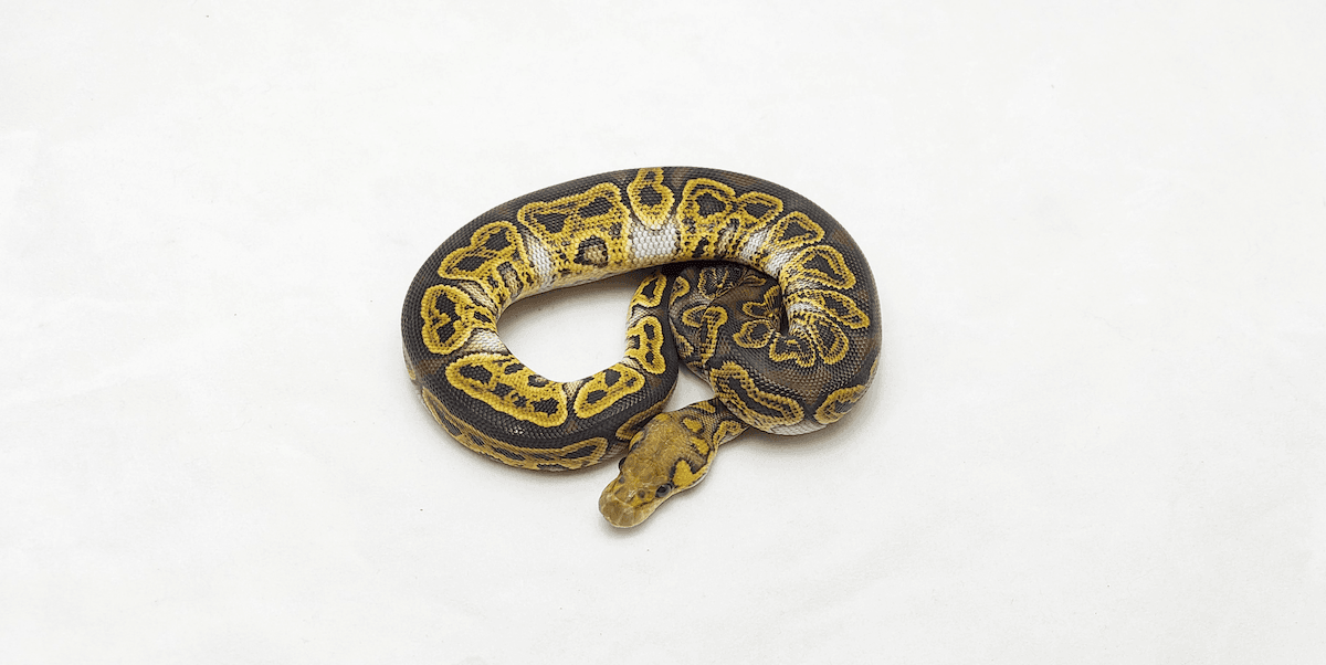 Genetic shed testing for ball pythons and reptiles! | ProHerper