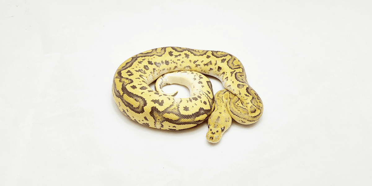 Genetic shed testing for ball pythons and reptiles! | ProHerper