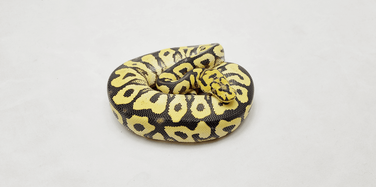 Genetic shed testing for ball pythons and reptiles! | ProHerper