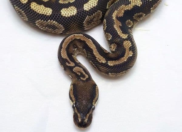 Genetic shed testing for ball pythons and reptiles! | ProHerper